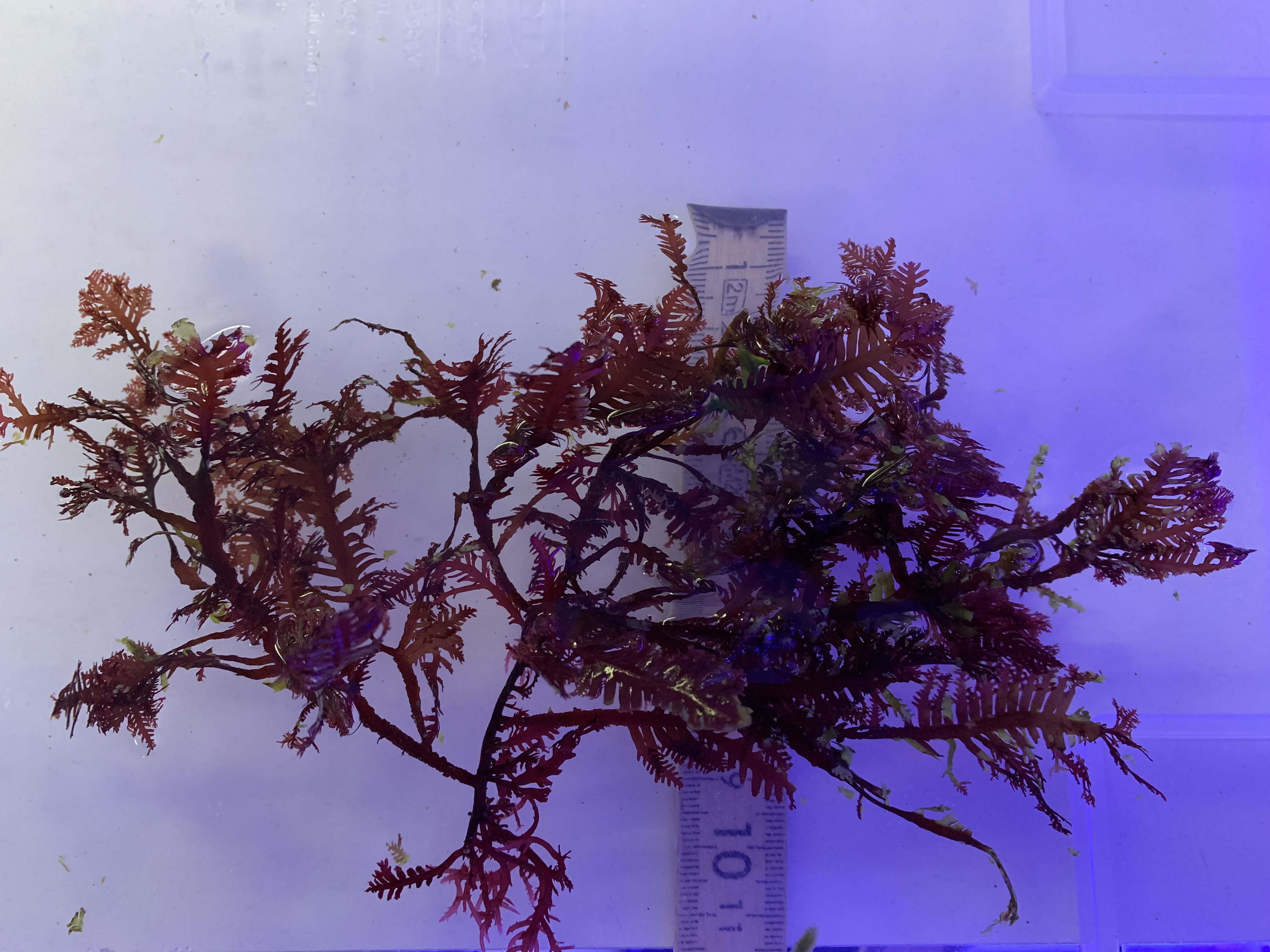 Haliptilon sp. Red feather algae - Salt i Väst