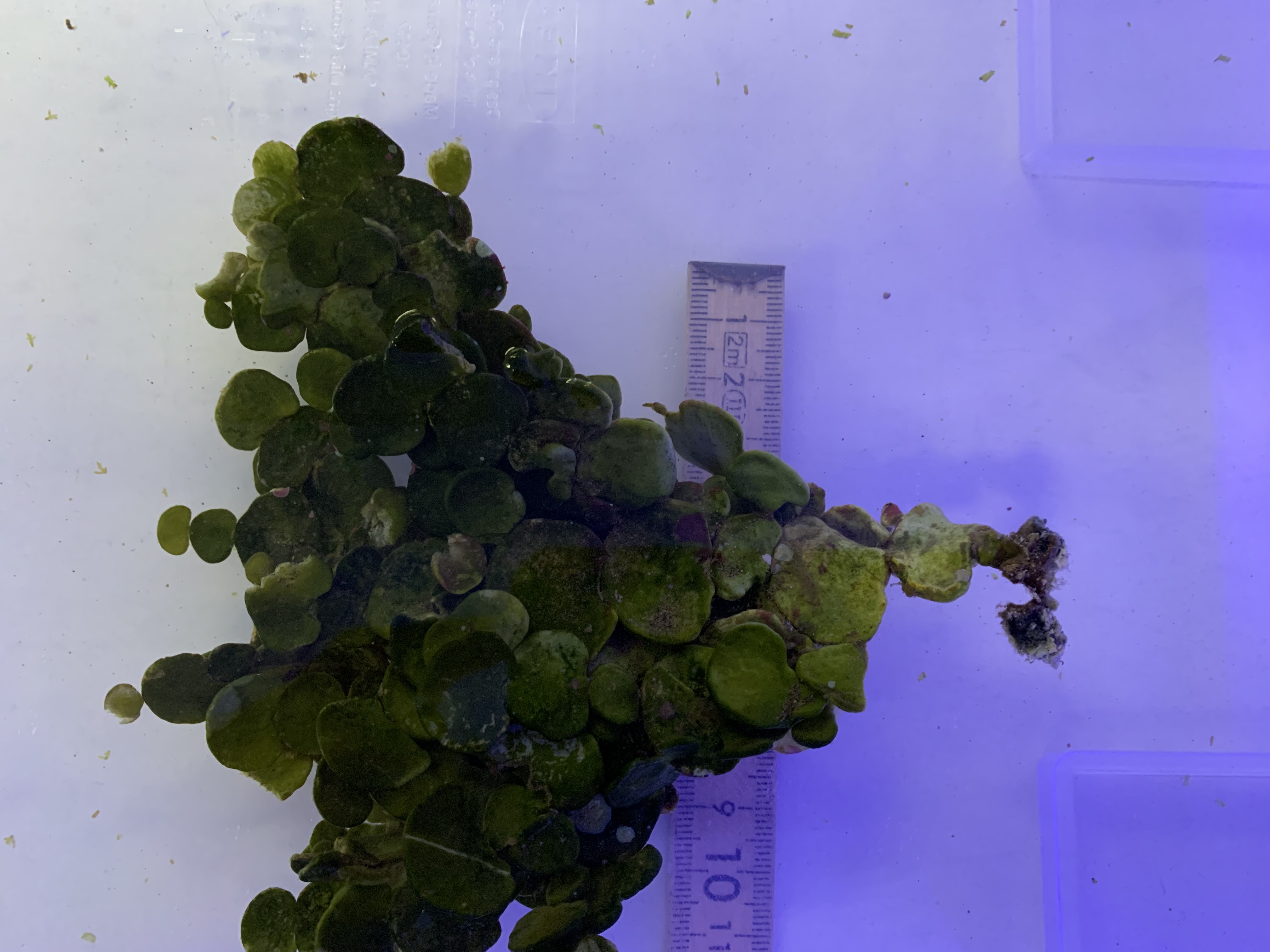 Halimeda opuntia, Chain seaweed - Salt i Väst