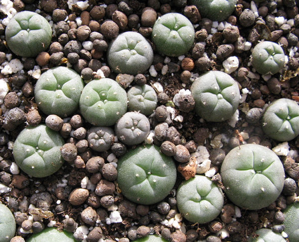 SuccSeed - Lophophora diffusa RS 476