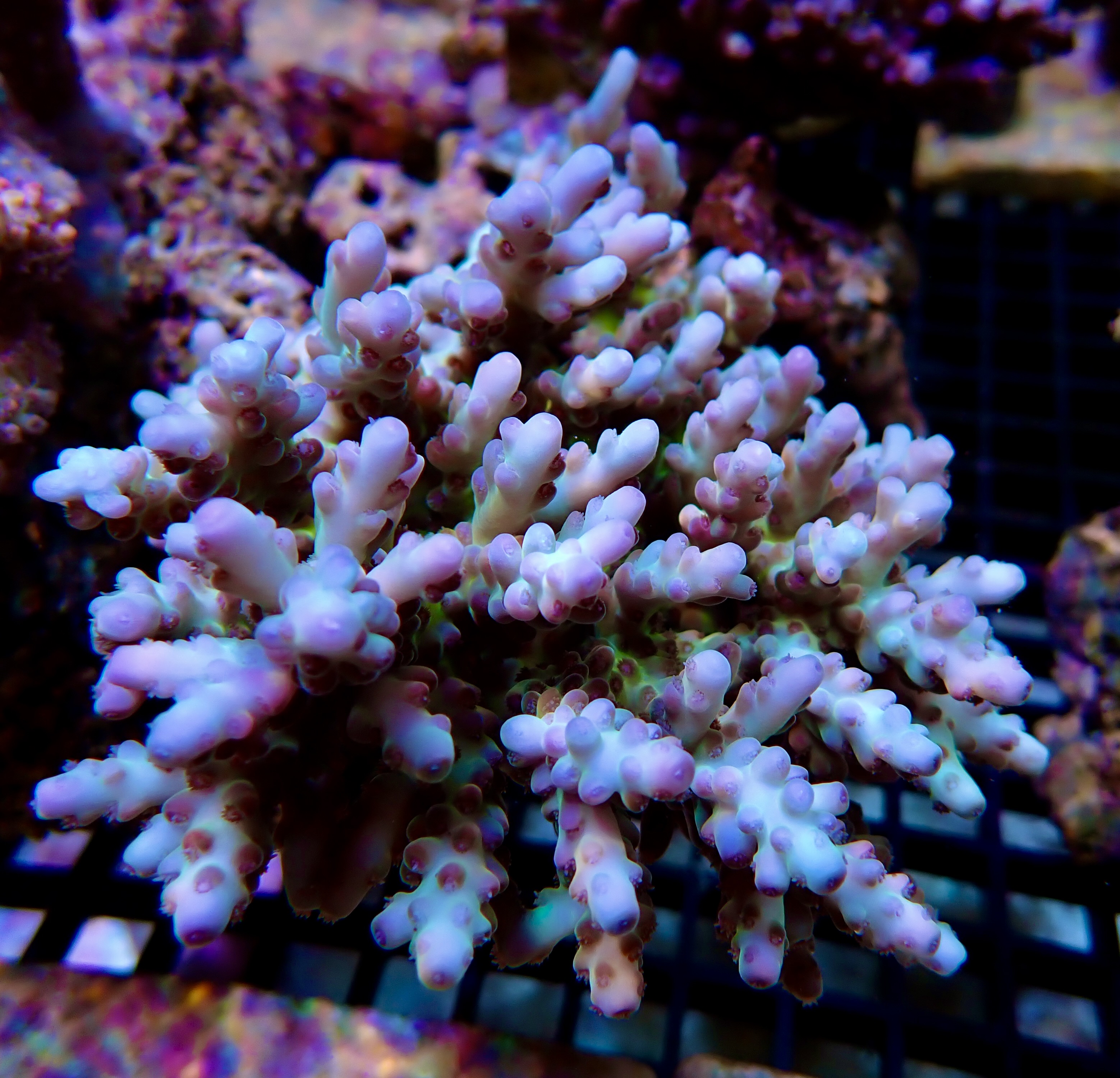 Acropora spp OOL Crunchy Cyan - Salt i Väst