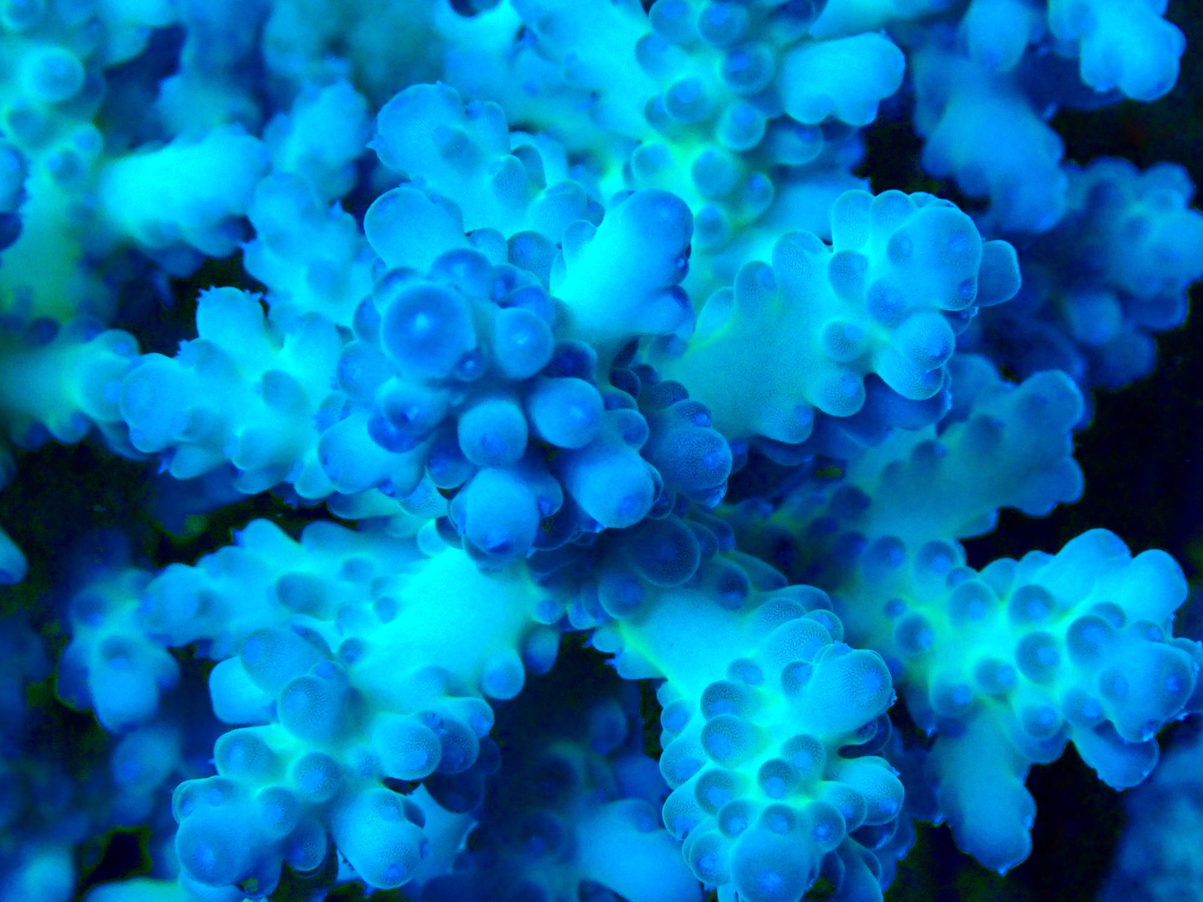 Acropora spp OOL Valhalla Glow - Salt i Väst