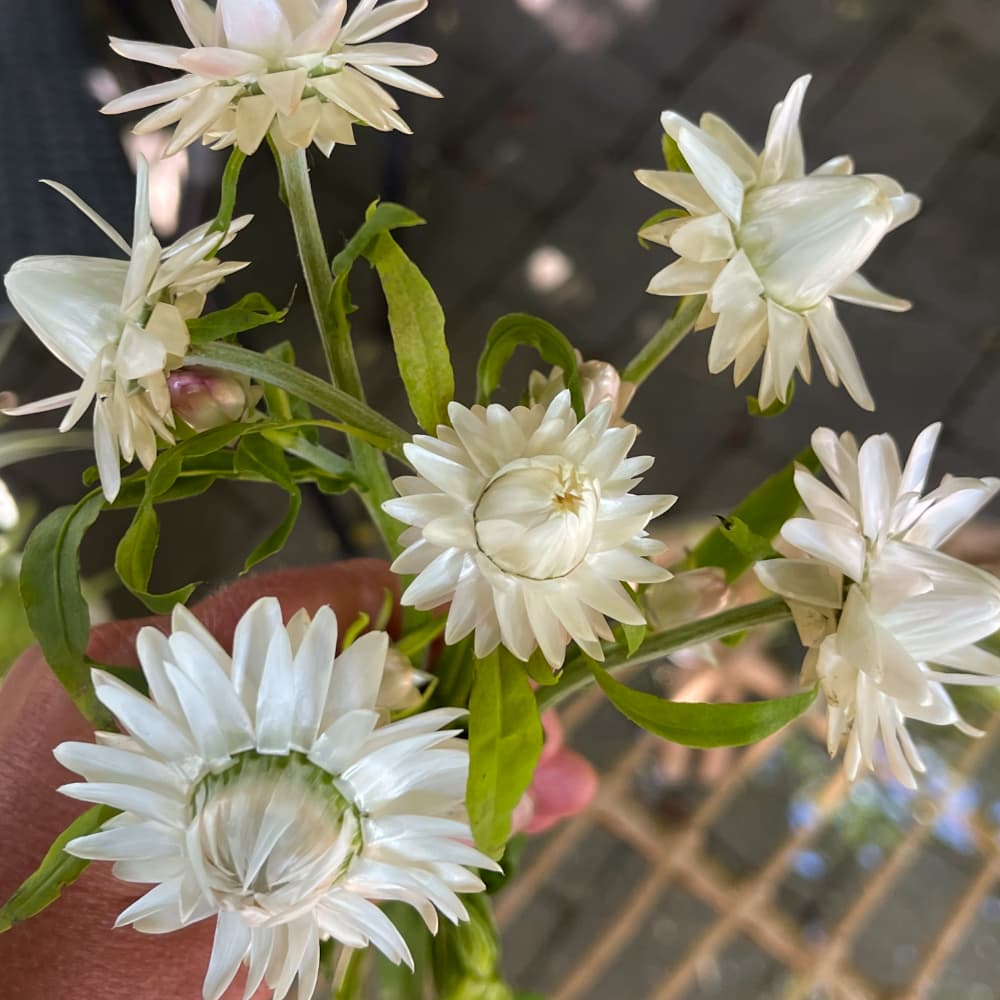 Eternell 'Vit' - Fröskafferiet