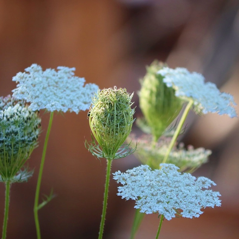 Blomstermorot vit - Fröskafferiet