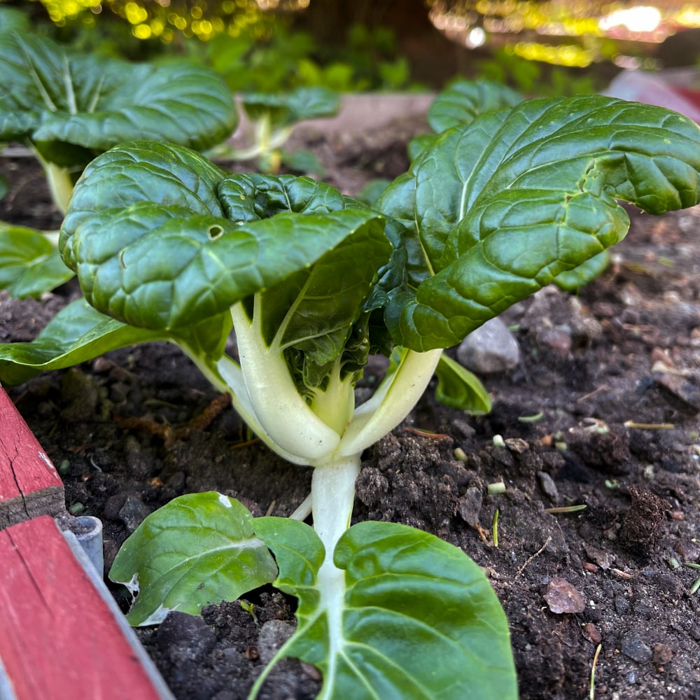 Mini Pak Choi 'Dwarf White Stem F1' - Fröskafferiet