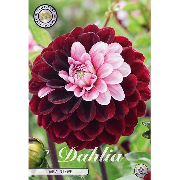 Dahlia Daria in Love - Blomsterdesign i Landskrona