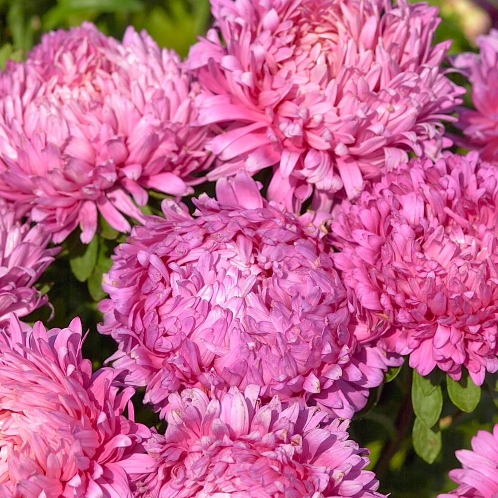 Aster 'King Size Rose' - Fröskafferiet