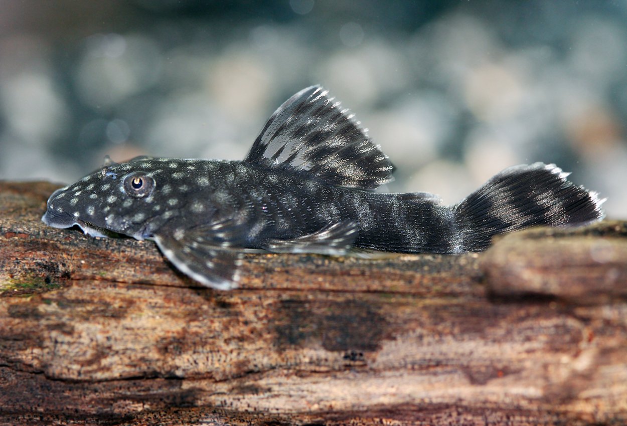 Ancistrus 3-4 cm (Ancistrus sp. L144) - Herkules Zoo AB