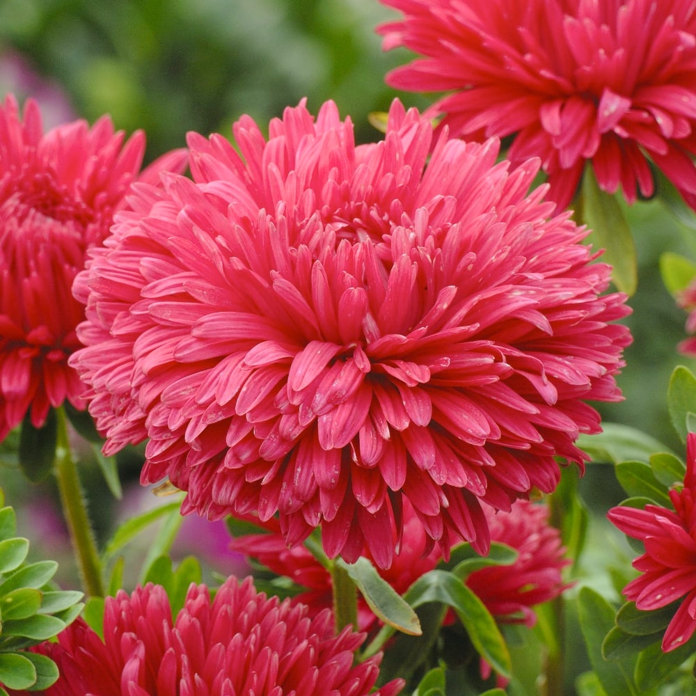 Aster 'King Size Red' - Fröskafferiet