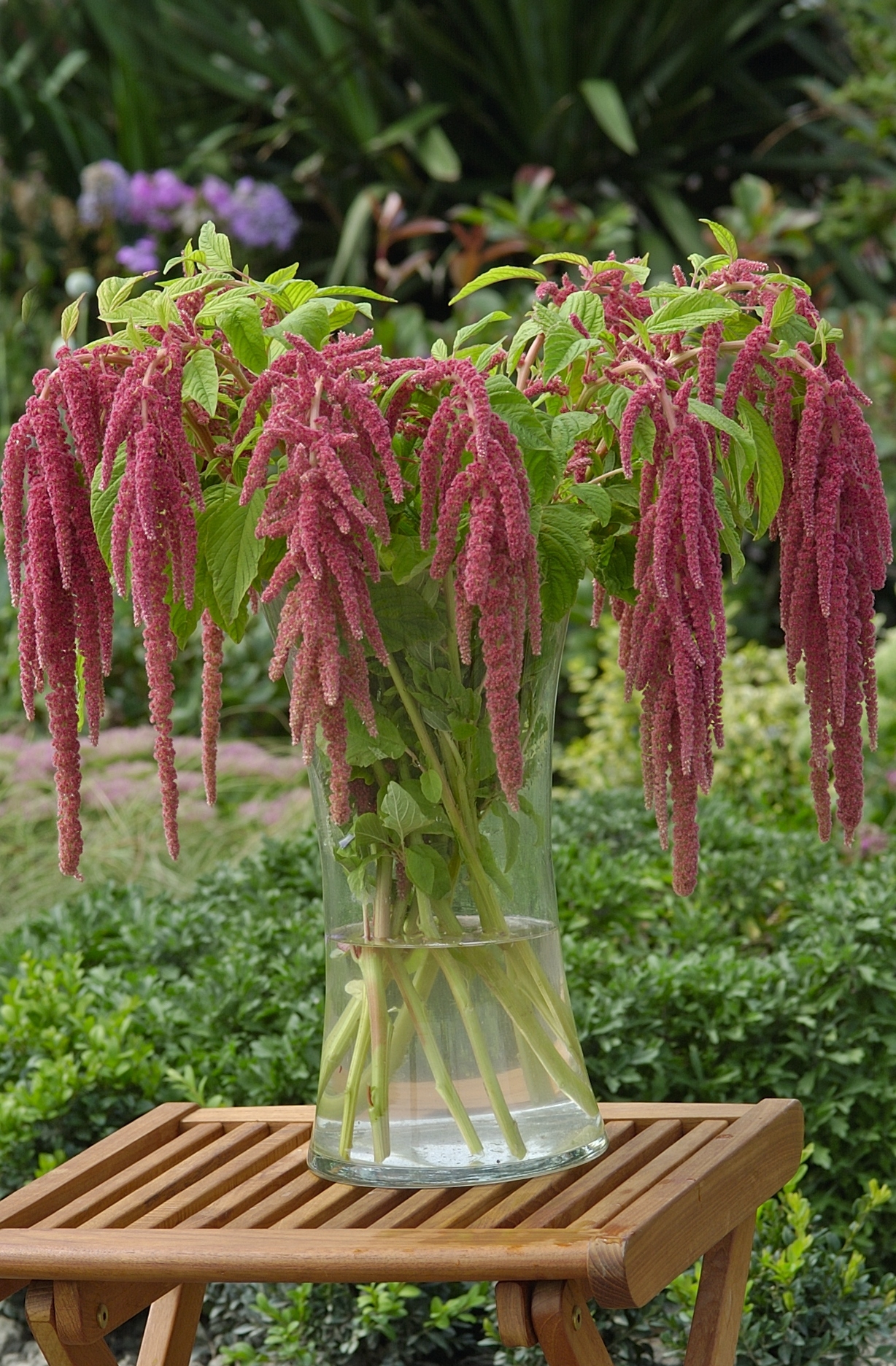 Amarant 'Coral Fountain' - Fröskafferiet