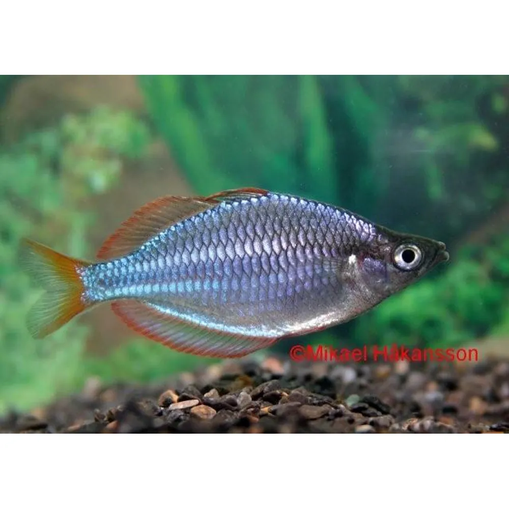 Regnbågsfisk Neon (Melanotaenia praecox) - Herkules Zoo AB