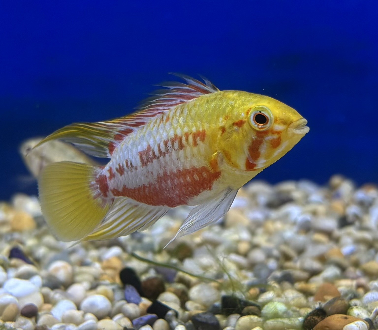 AP. Hongsloi (Apistogramma hongsloi) Par - Herkules Zoo AB