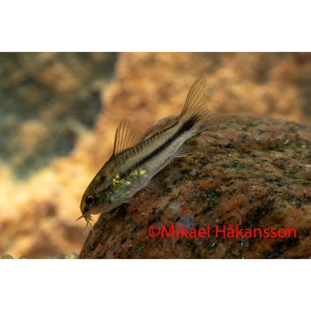 Pygme Pansarmal (Corydoras pygmaeus) - Herkules Zoo AB