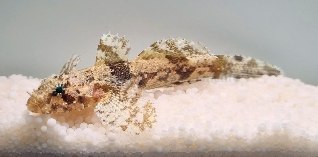 Callogobius hasseltii (reef safe) - Salt i Väst