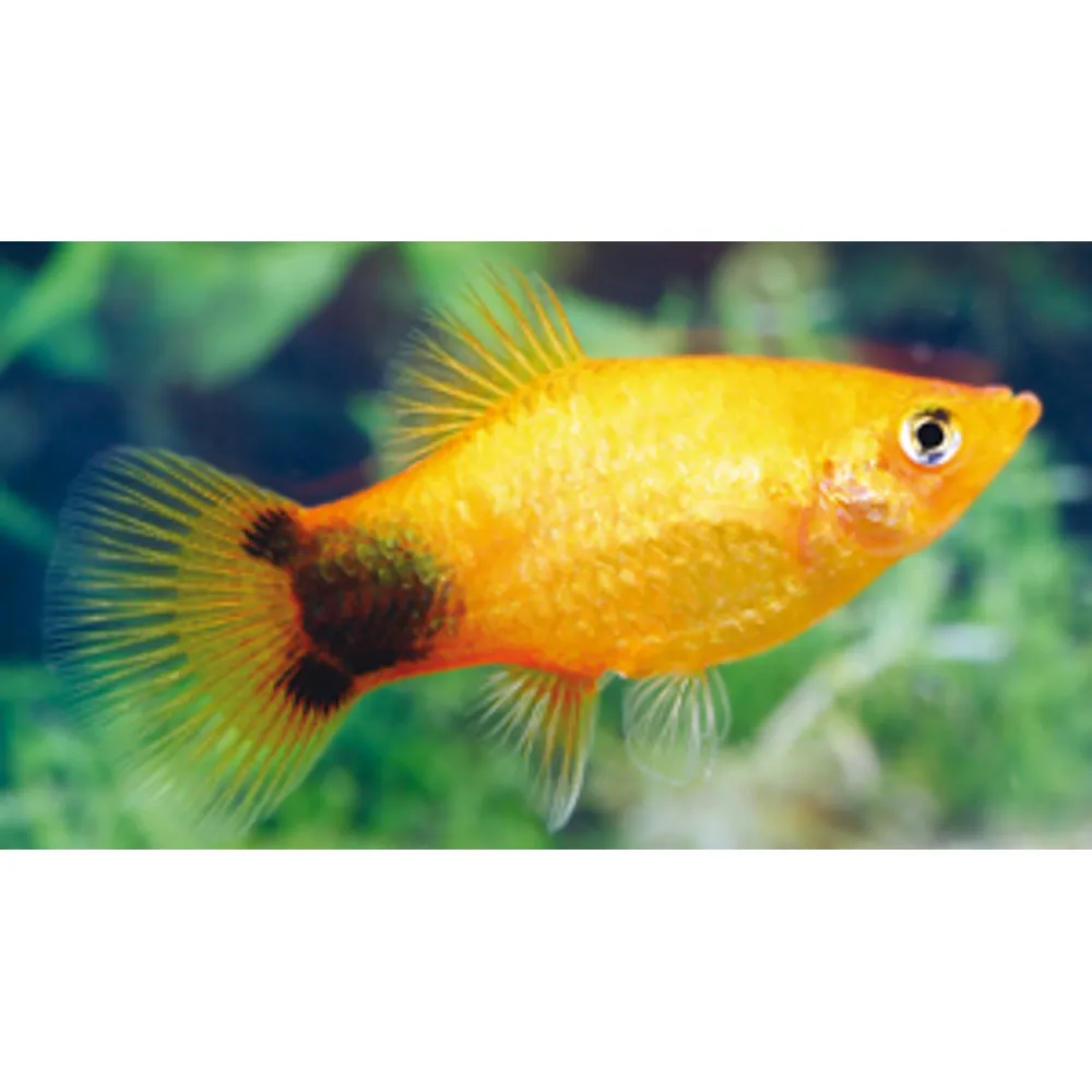 Platy Gul Musse Pigg (Xiphophorus maculatus) - Herkules Zoo AB