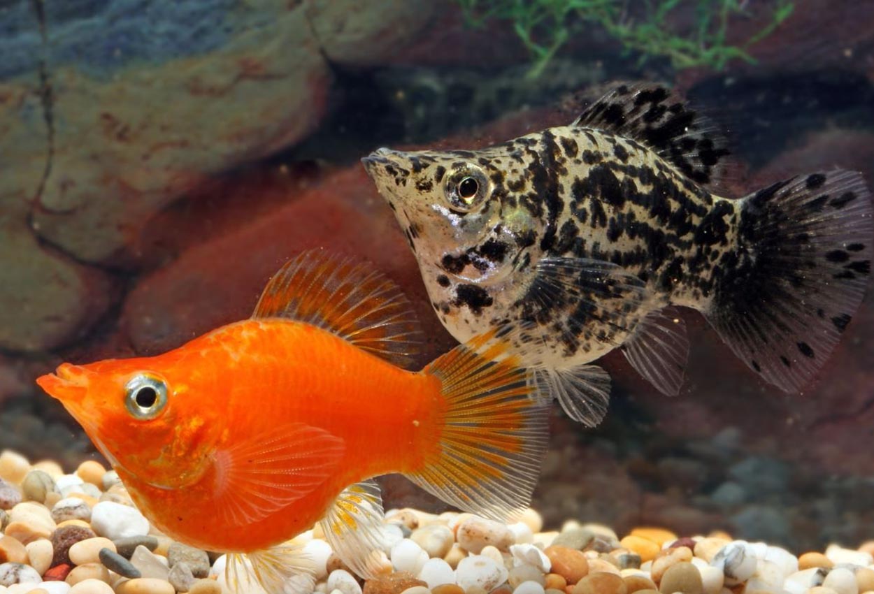 Ballong Molly Mix (Poecilia latipinna) - Herkules Zoo AB