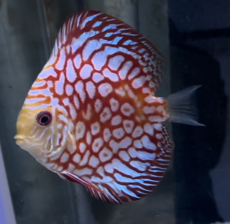 Discus Panda Pigeon 8-9cm (Symphysodon sp.) - Herkules Zoo AB