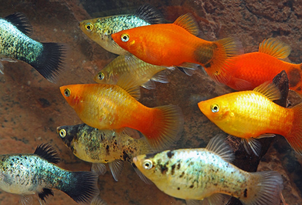 Platy Mix (Xiphophorus maculatus) - Herkules Zoo AB