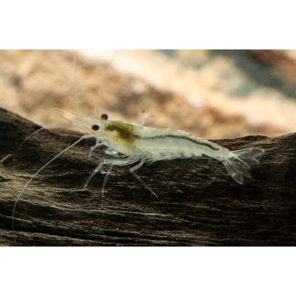Snowball Räka (Neocaridina davidi) - Herkules Zoo AB