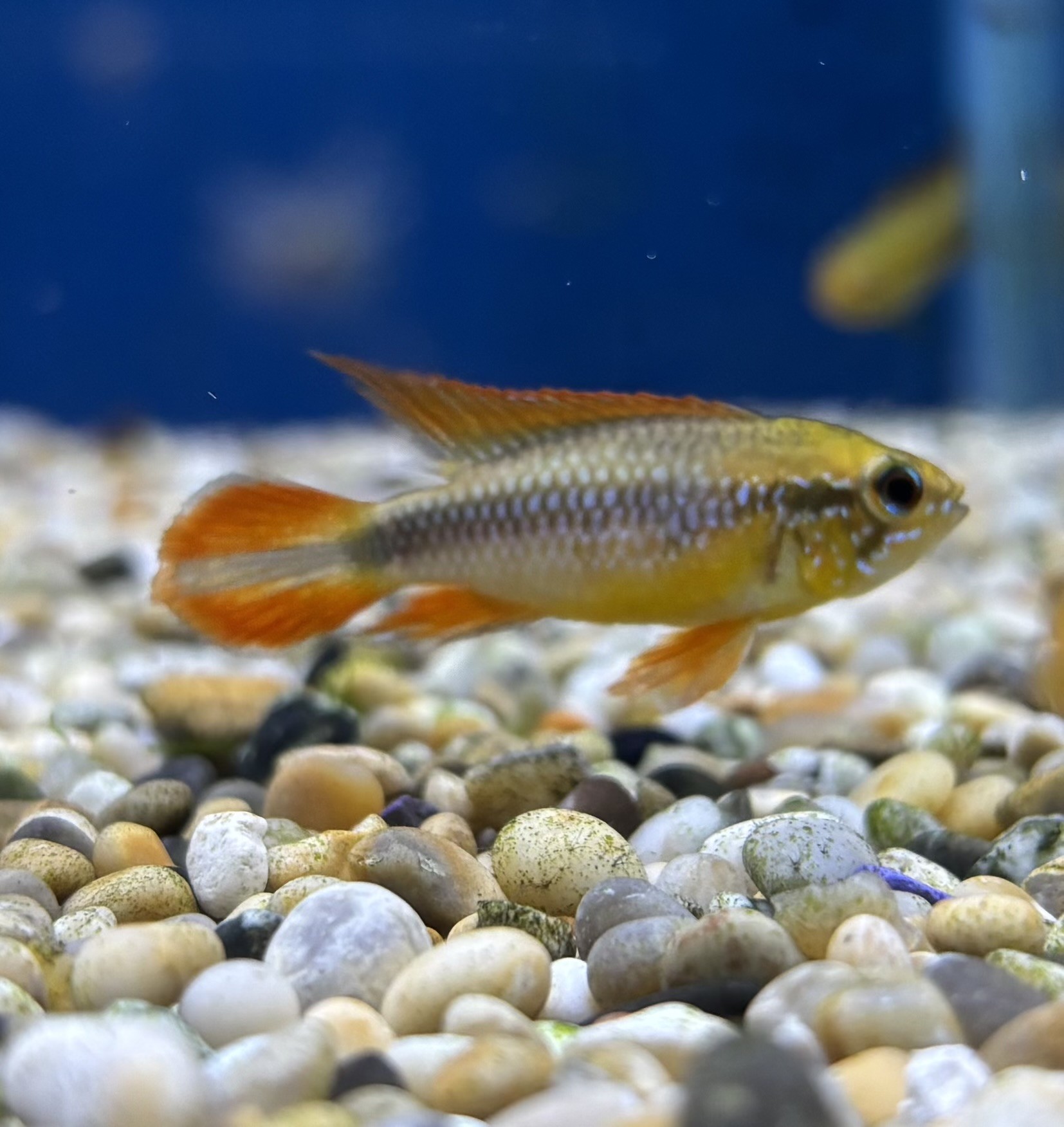 AP. Agassizii Double Red (Apistogramma agassizii) Par - Herkules Zoo AB