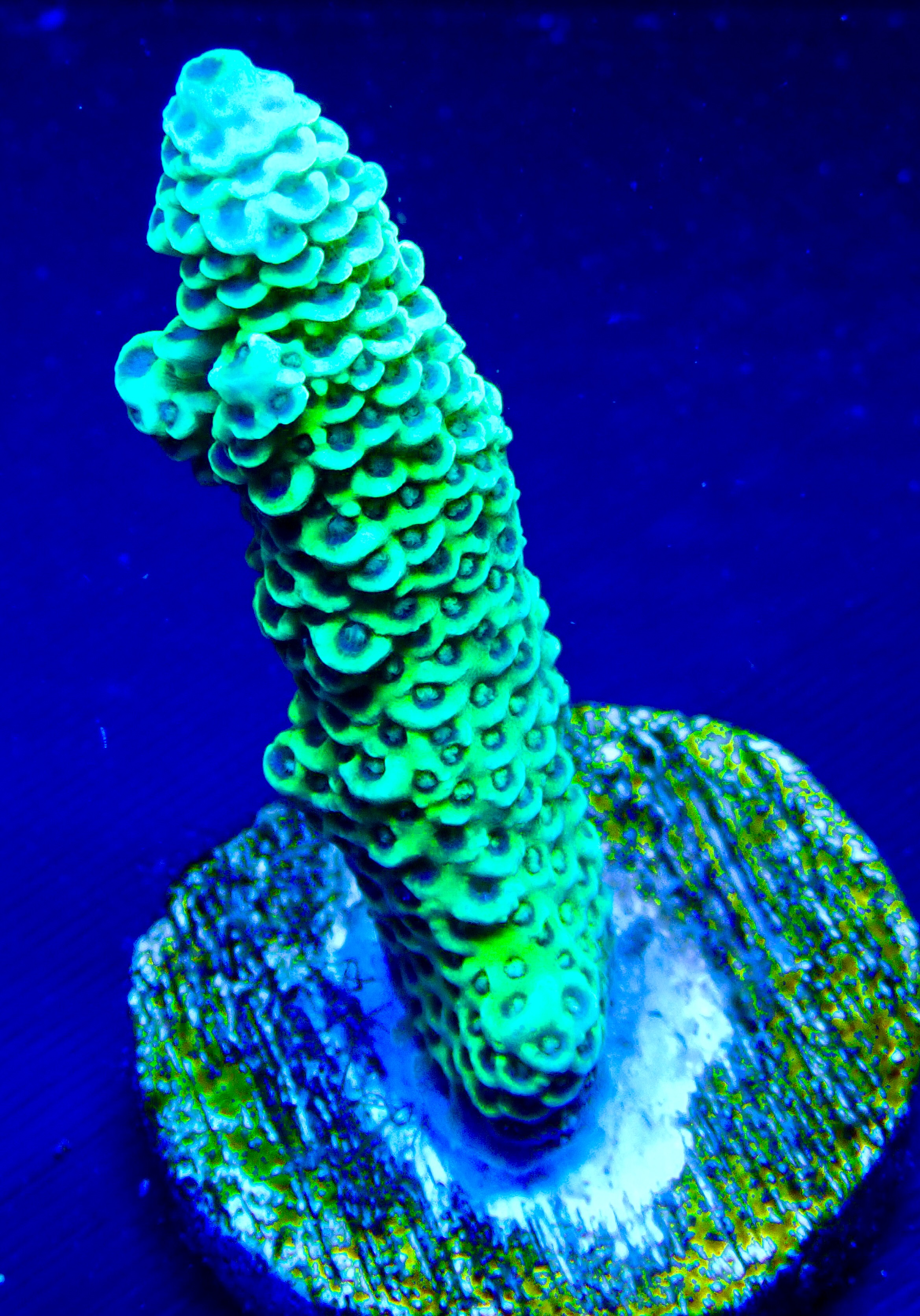 Acropora spp. OOL Kryptonite - Salt i Väst