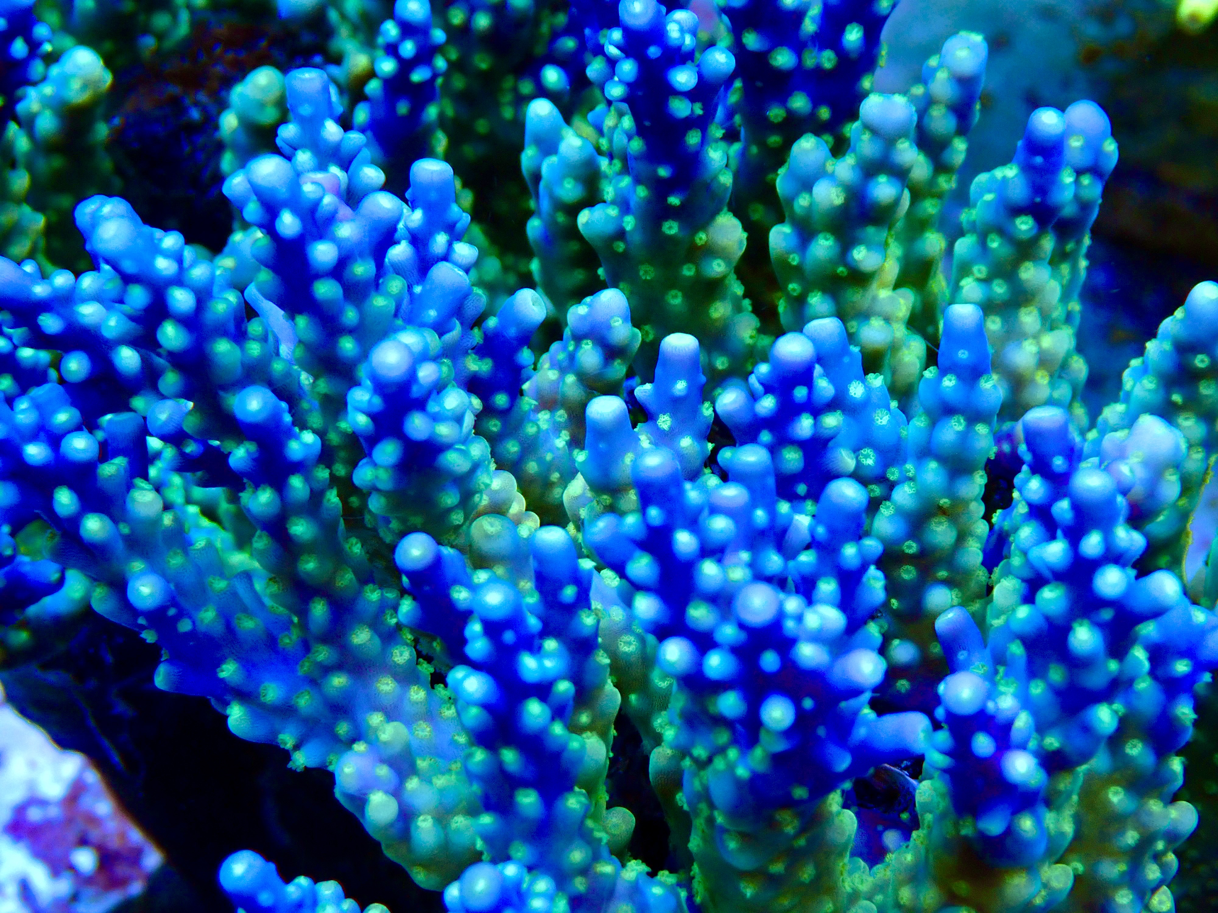Acropora spp. OOL Blue Lagoon - Salt i Väst