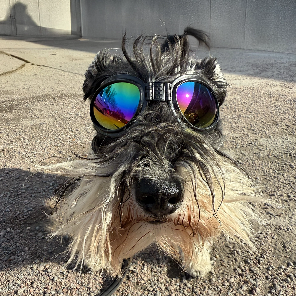 K9 Sport shades Dog goggles | Glasses for dog