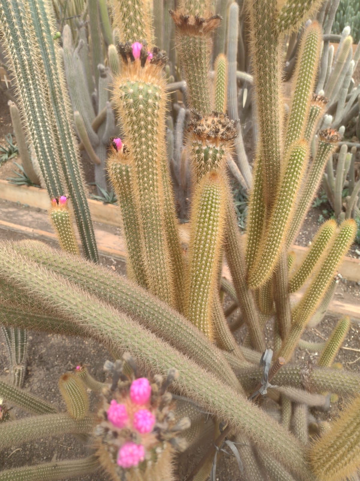 SuccSeed - Arrojadoa penicillata ssp. grandis GO 296 (Contendas da ...