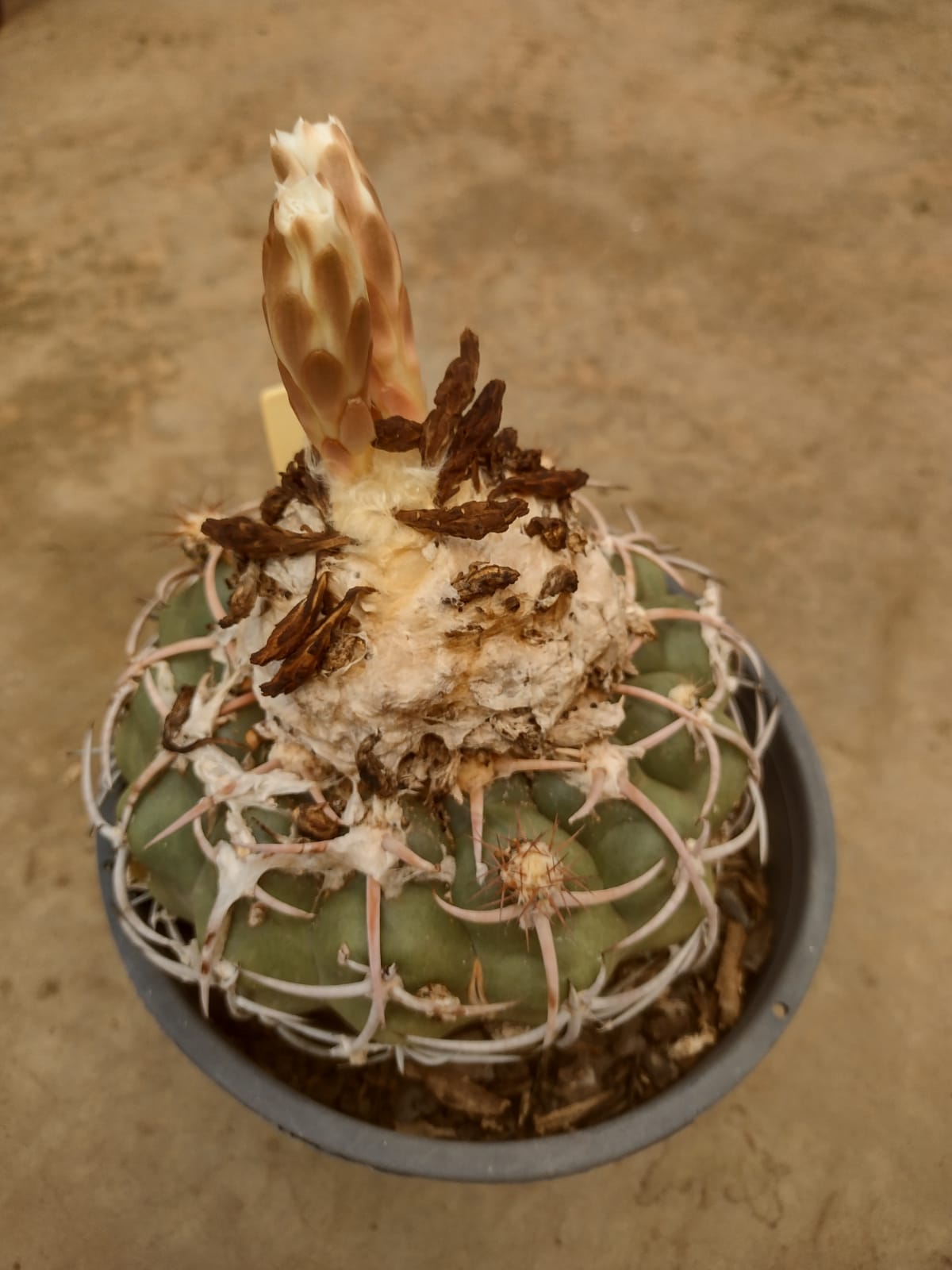 SuccSeed - Discocactus bahiensis GO 247 (Juremal, BA)