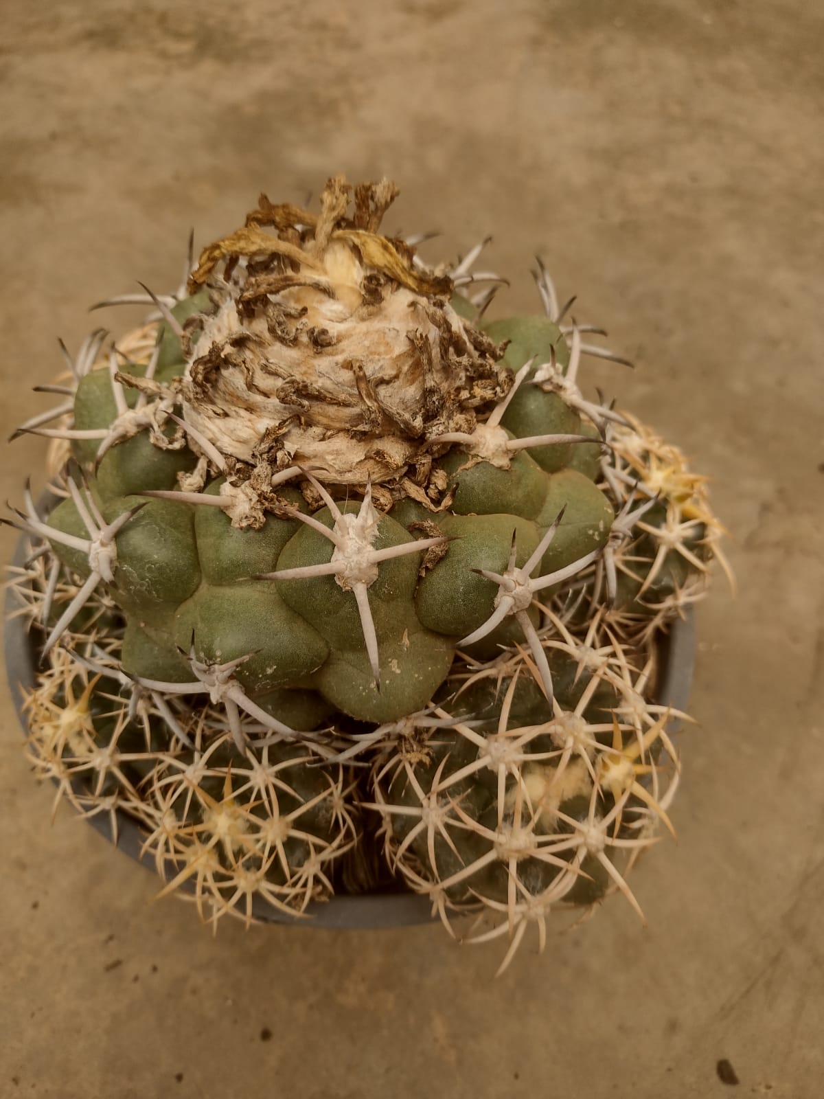 SuccSeed - Discocactus petr-halfari GO 243 (Juazeiro, BA)
