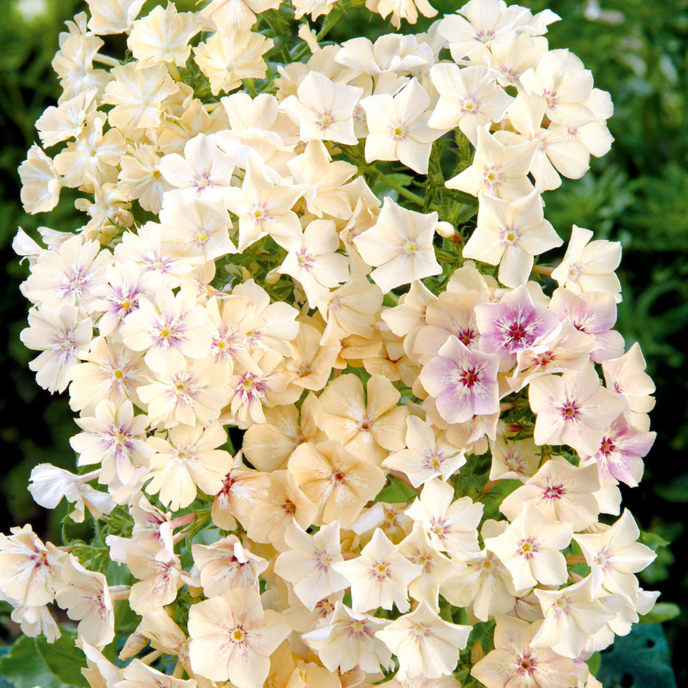 Flox 'Creme Brulee' - Fröskafferiet