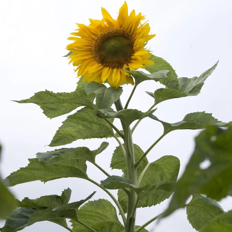 Solros 'Mongolian Giant' - Fröskafferiet