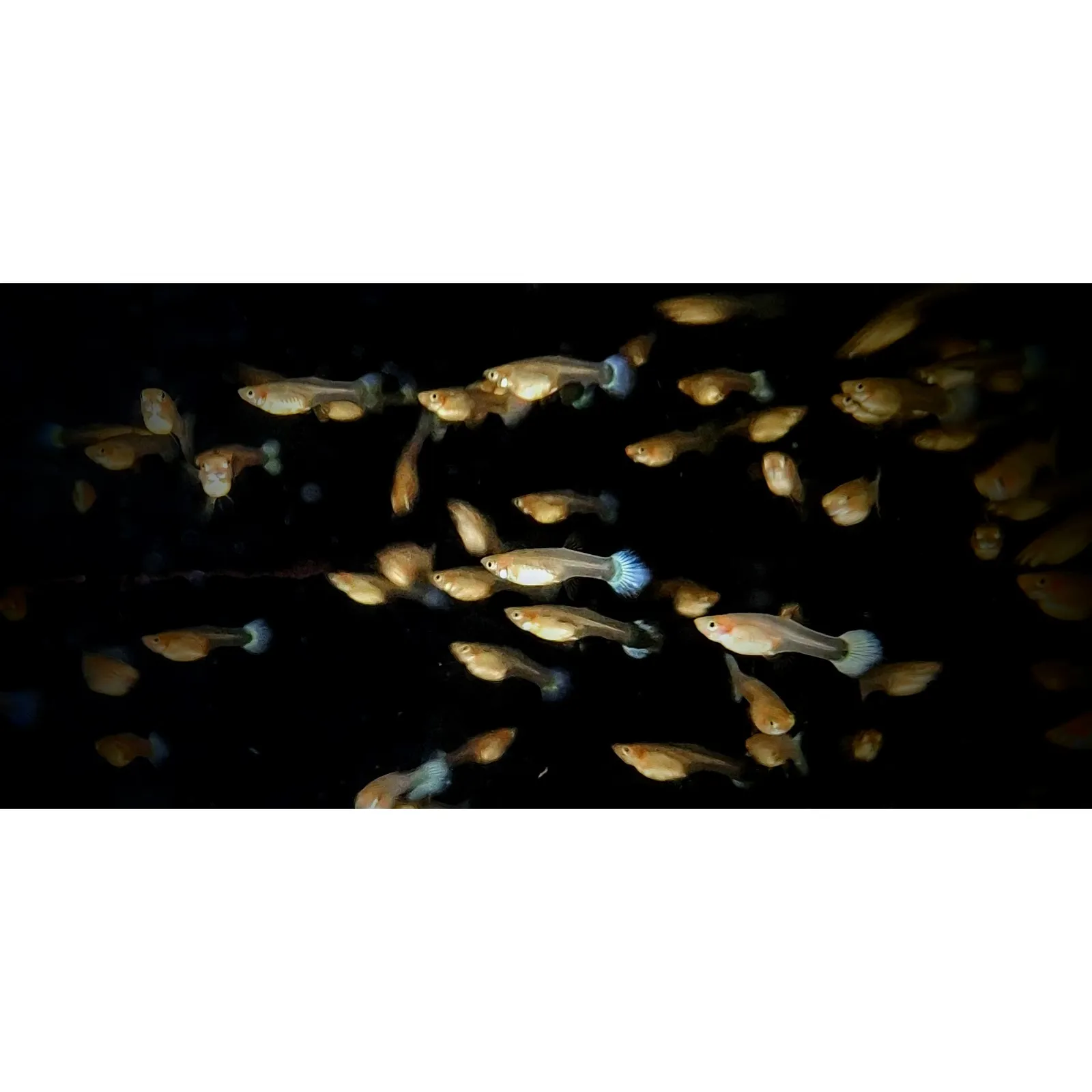 Guppy Hona Snow White (Poecilia reticulata) - Herkules Zoo AB