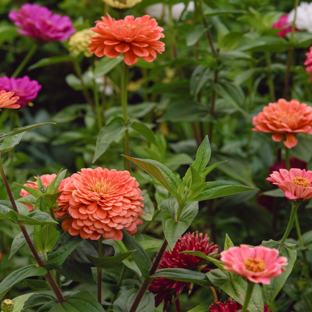 Zinnia 'Benary's Giant Salmon Rose' - Fröskafferiet