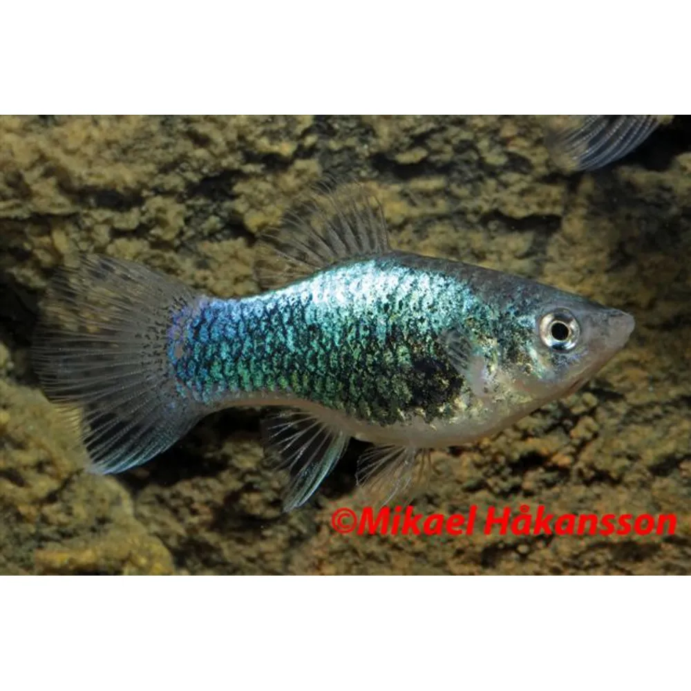 Platy Tuxedo blåneon (Xiphophorus maculatus) - Herkules Zoo AB