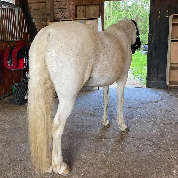 EQUIBIOME WIPE & CLEAN 2L (Fur, Stable, Equipment)