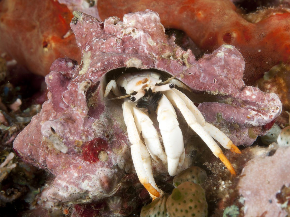 Calcinus Minutus - Salt i Väst