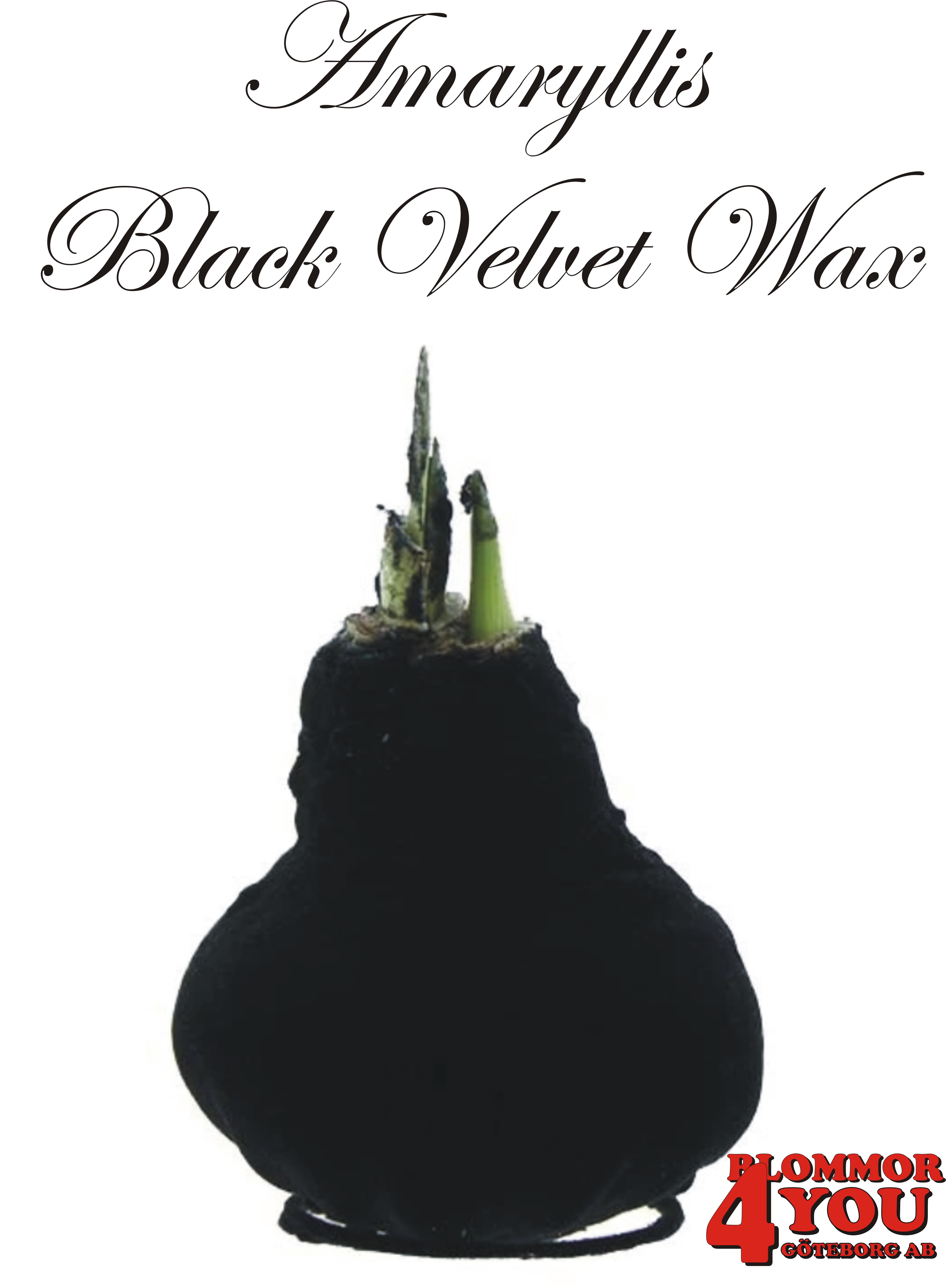 Amaryllis Black Velvet Wax Lökstorlek: 32/34s - Blommor 4 You Gbg AB