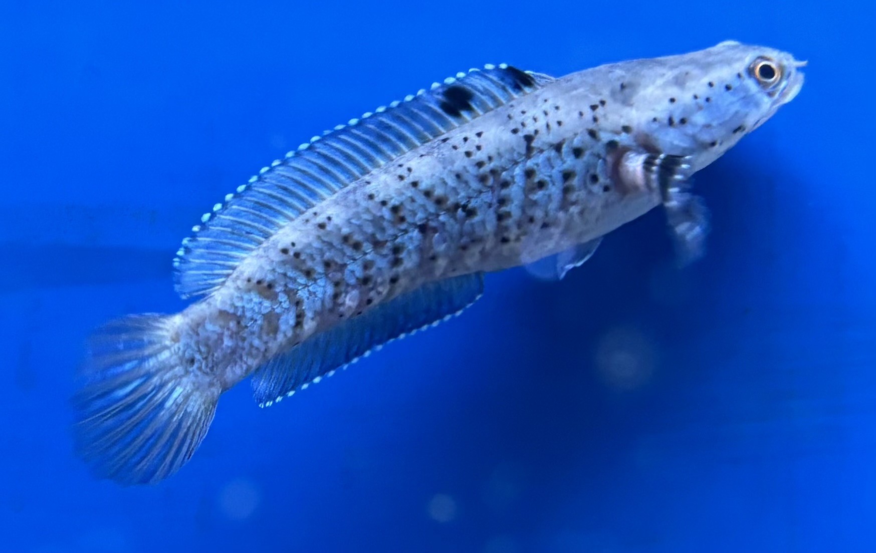 Påfågels/Burma-ormhuvud, pretty snakehead (Channa pulchra) - Herkules ...