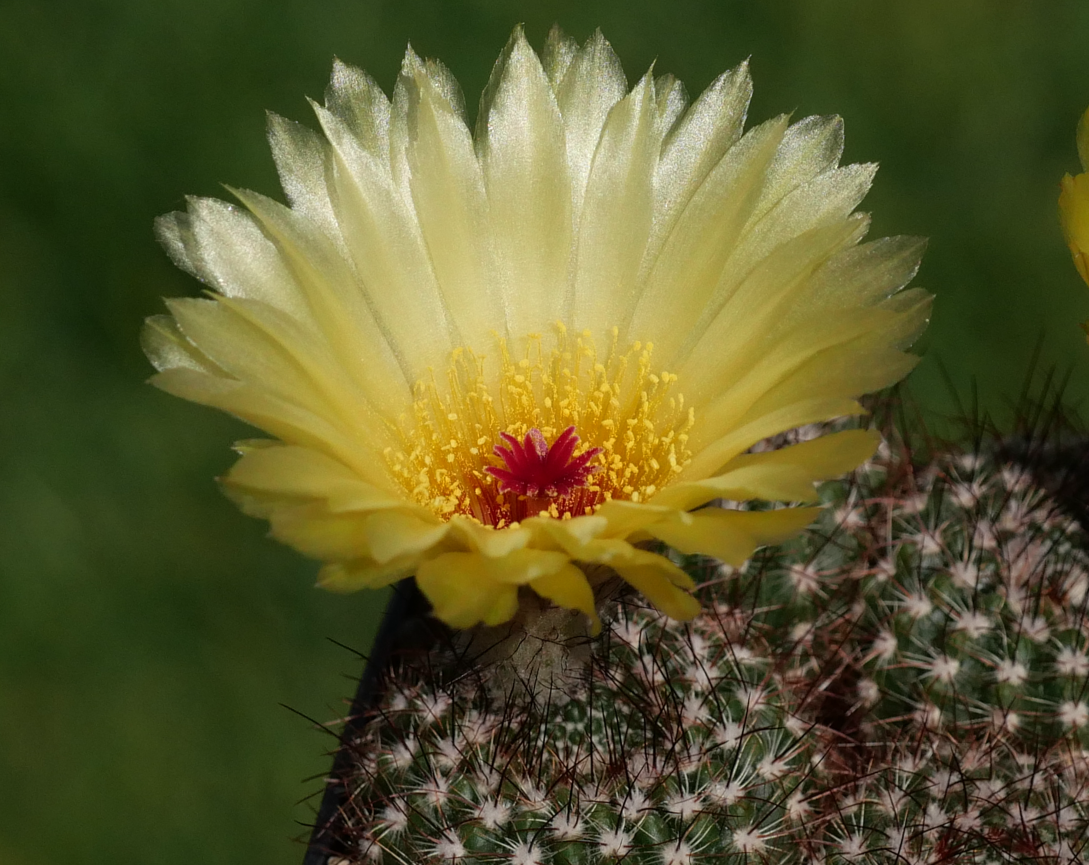SuccSeed - Notocactus tabularis WRA 12