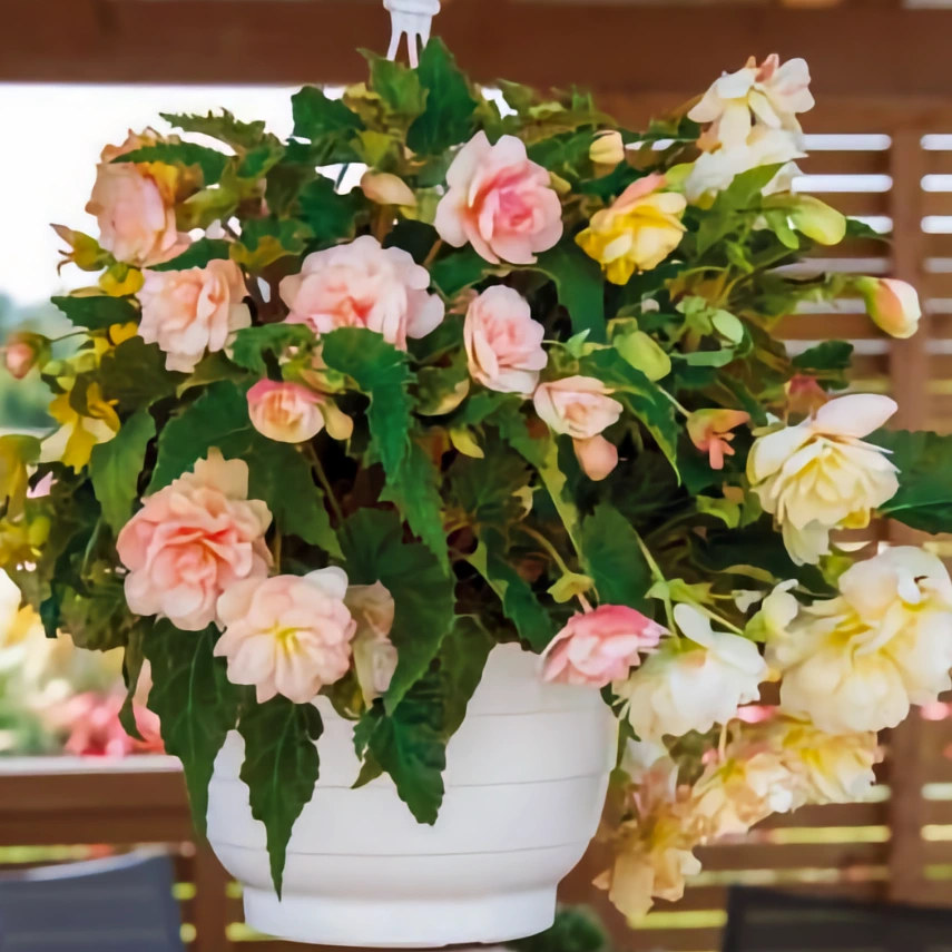 Knölbegonia 'Non Stop Joy Peaches & Dreams' - Fröskafferiet