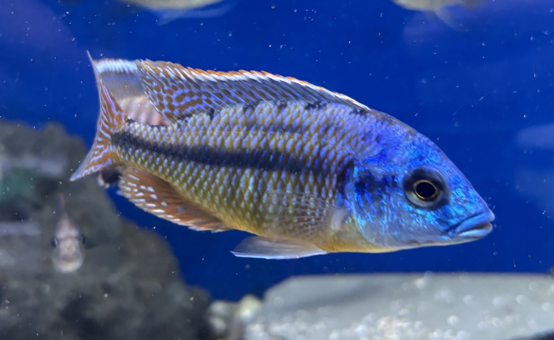 Protomelas "Fire Blue" (Protomelas taeniolatus) - Herkules Zoo AB