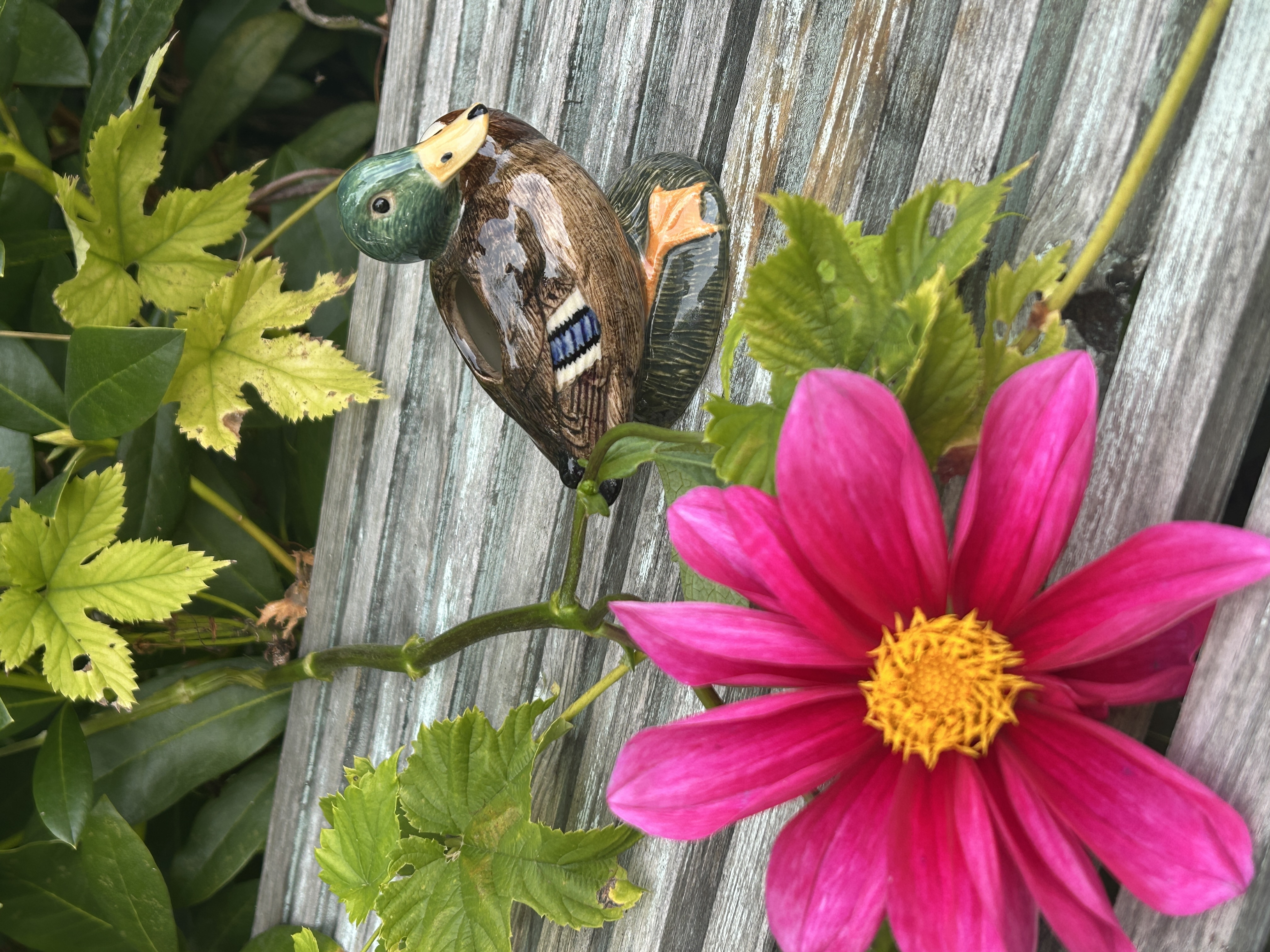 Vita Ranunkler - Vas And