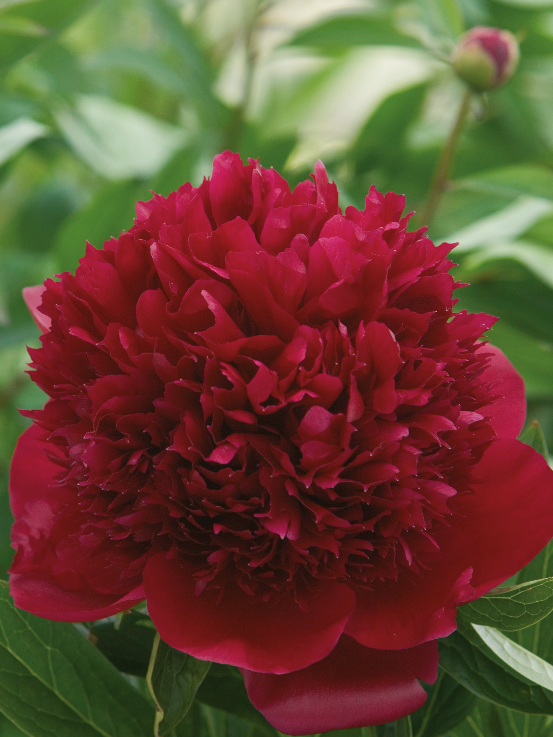 Sävar fröplant - Pion red Charm