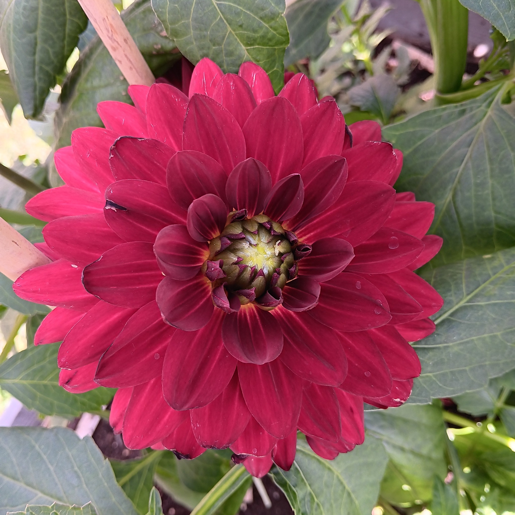 Sävar fröplant - Dahlia Chicken Legs Hapet Amarone