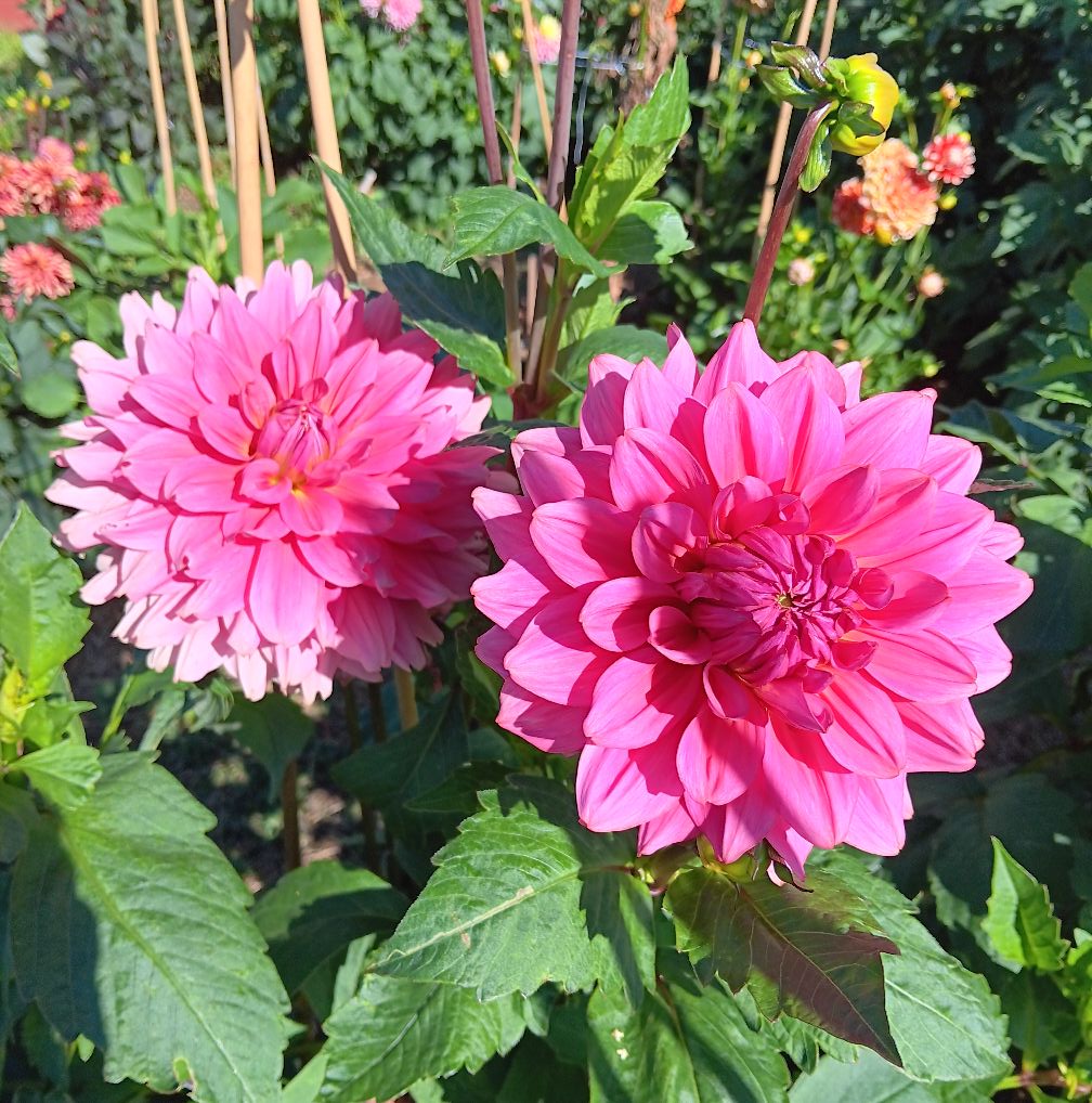 Sävar fröplant - Dahlia Chicken Legs Hapet Bubblegum