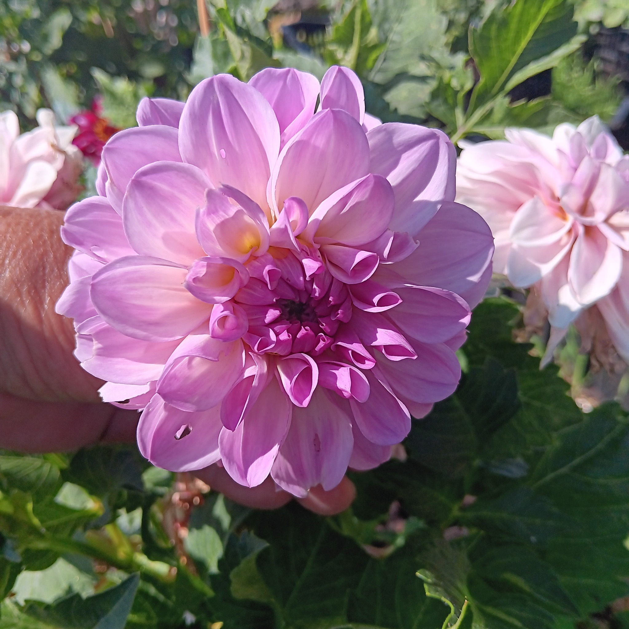 Sävar fröplant - Dahlia Chicken Legs Jowey Lunel