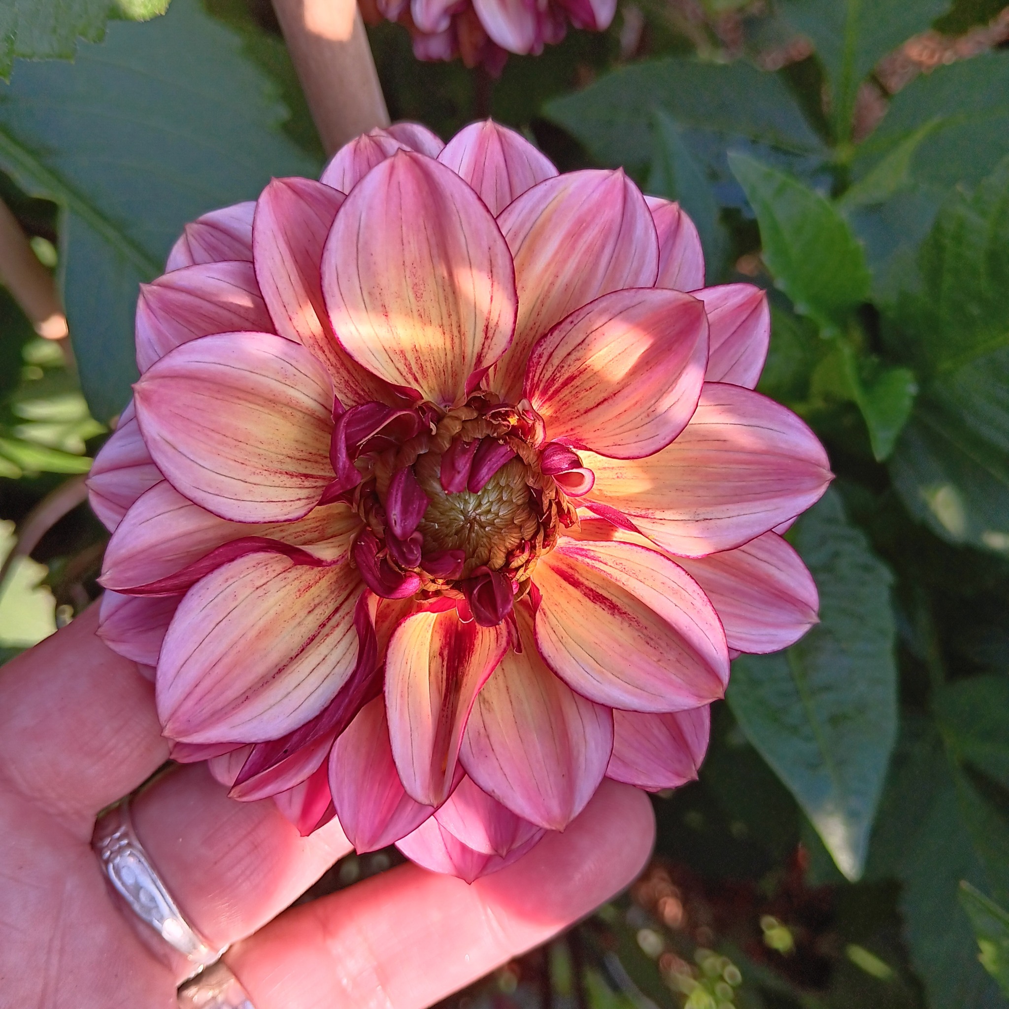 Sävar fröplant - Dahlia Chicken Legs Schooten Senior