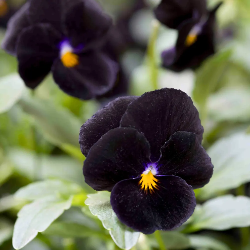 Pensé 'Back to Black' - Fröskafferiet
