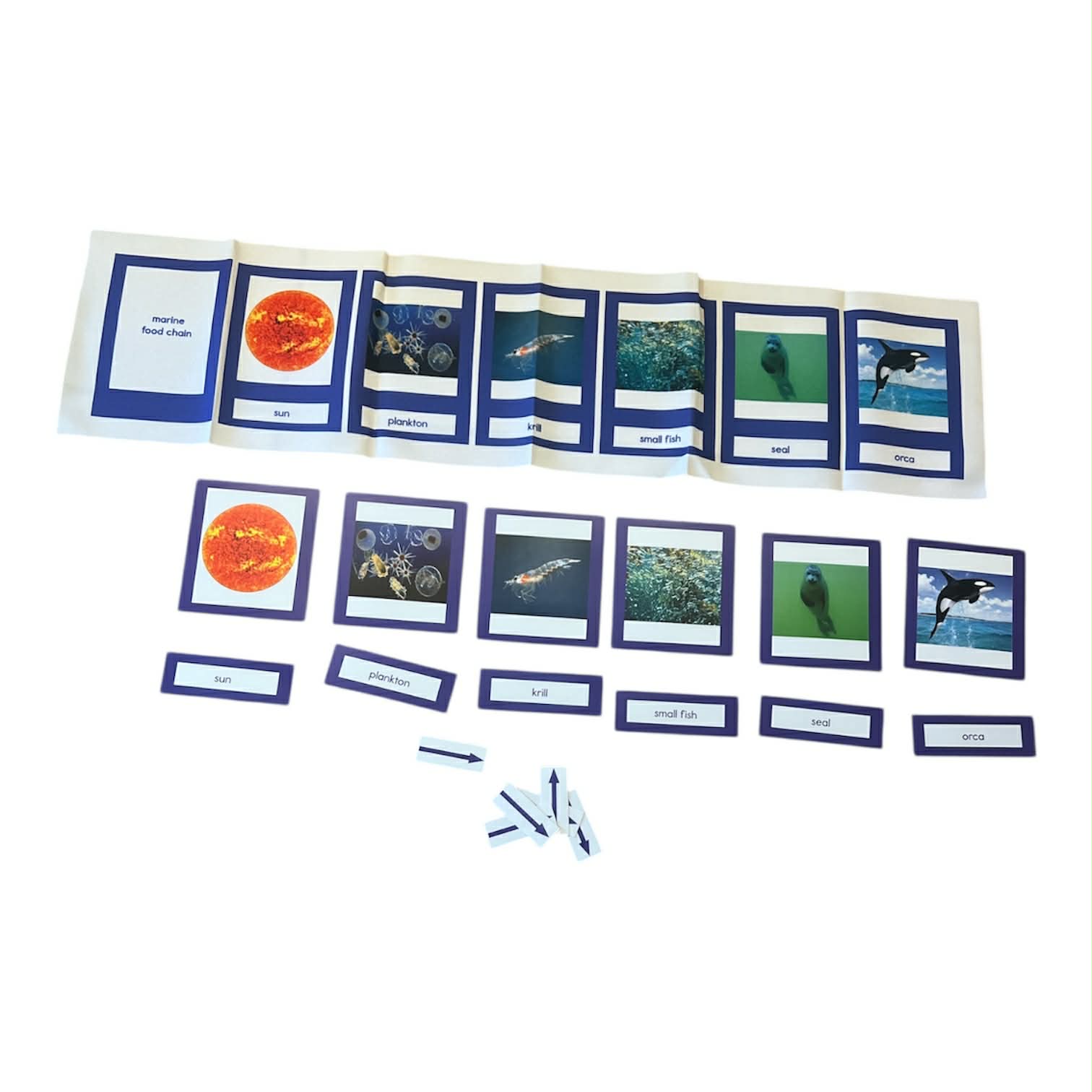 Propé Montessorimaterial - Marine food chain