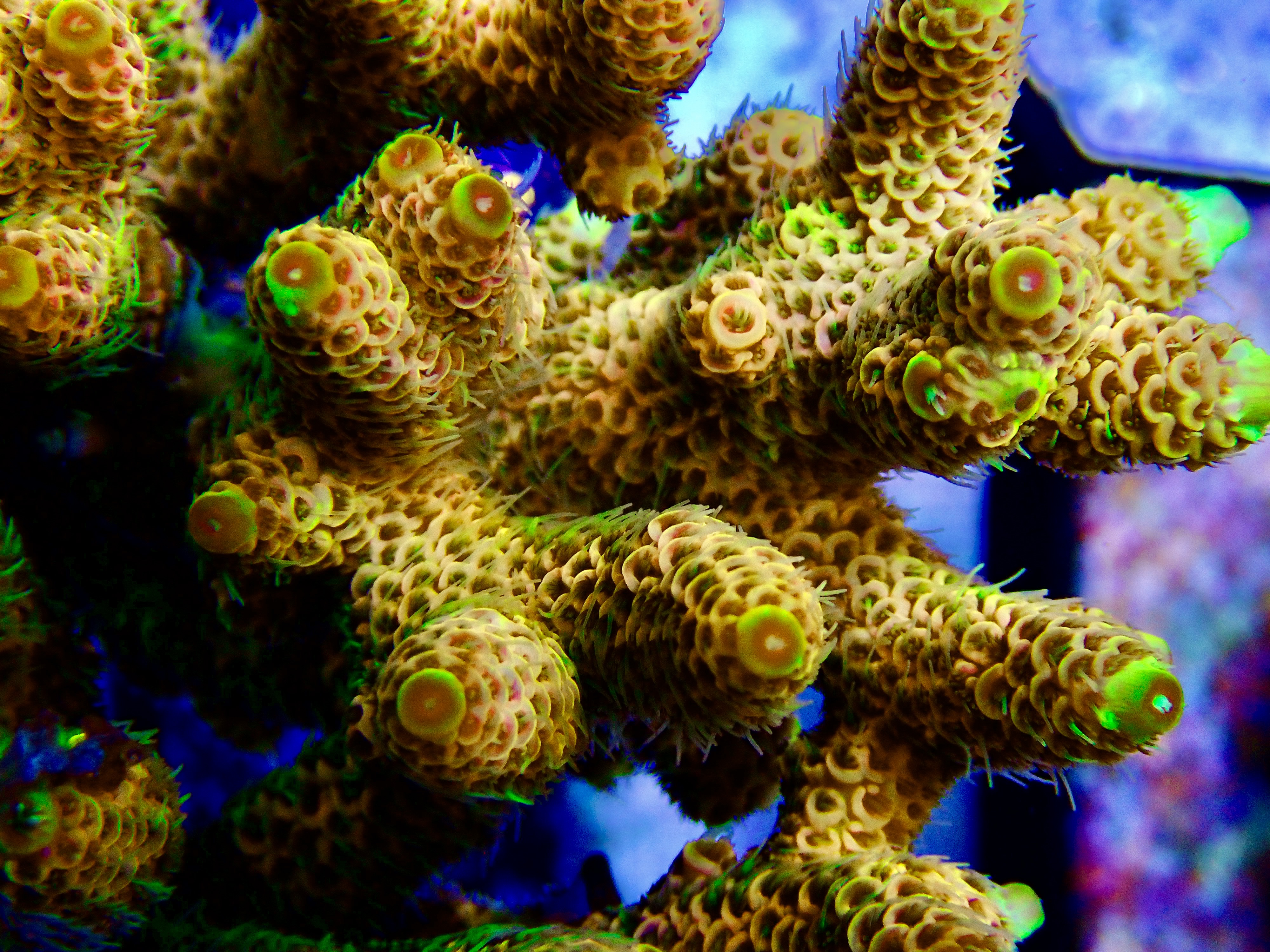 Acropora spp OOL Flame Heart - Salt i Väst